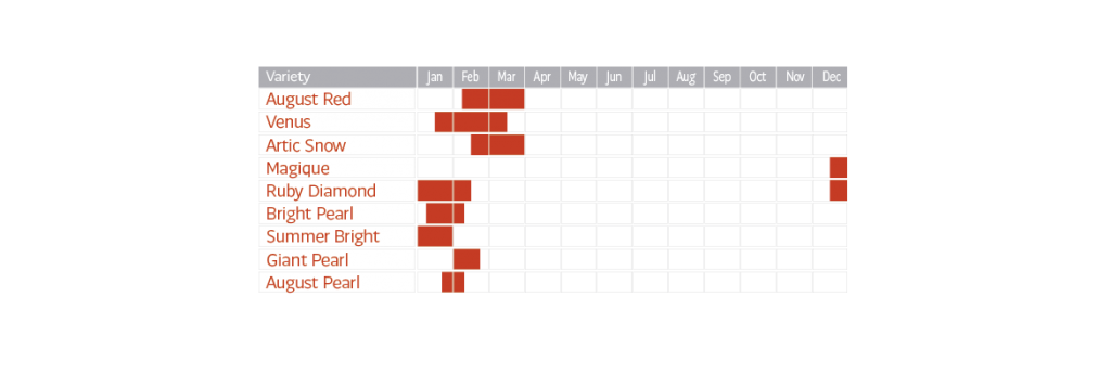 Nectarines | Fruits From Chile